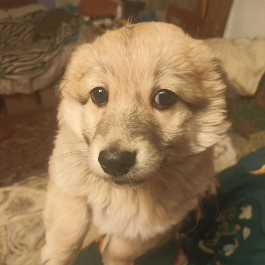 Щенок в добрые руки