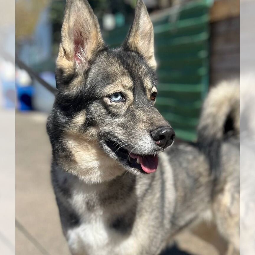 Взрослая собака в добрые руки