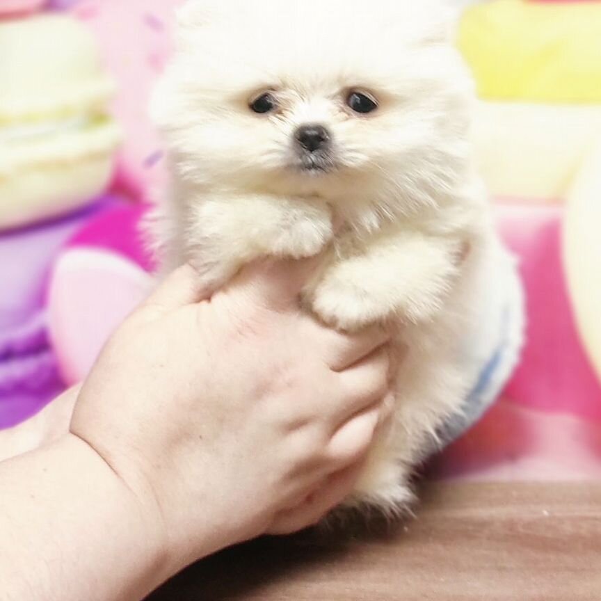 Померанский шпиц, щенок