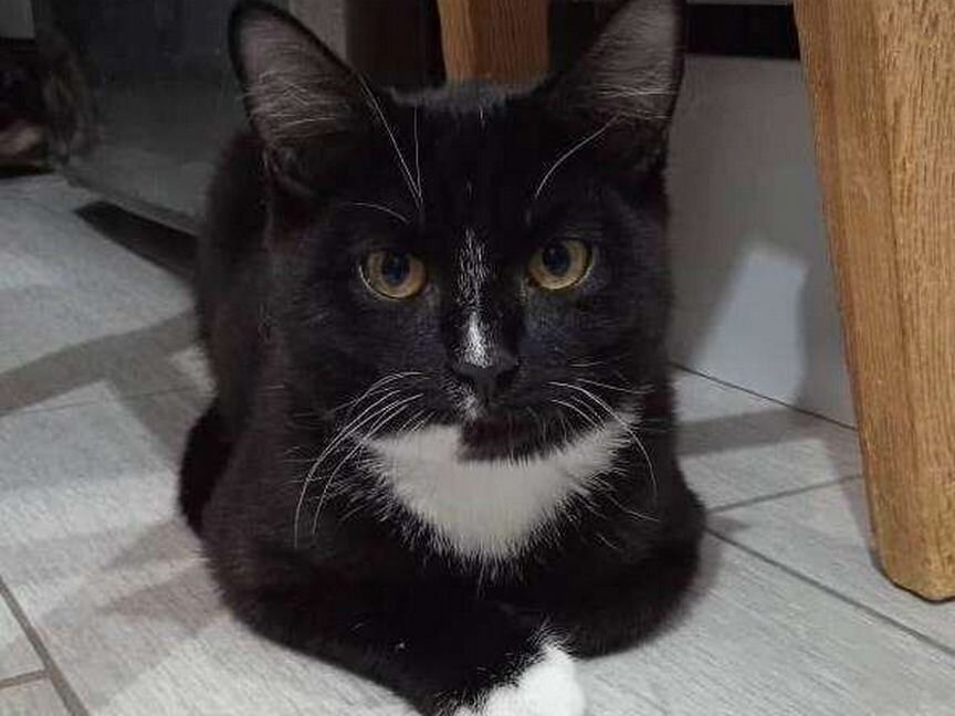 Феликс спасён от гибели в подвале