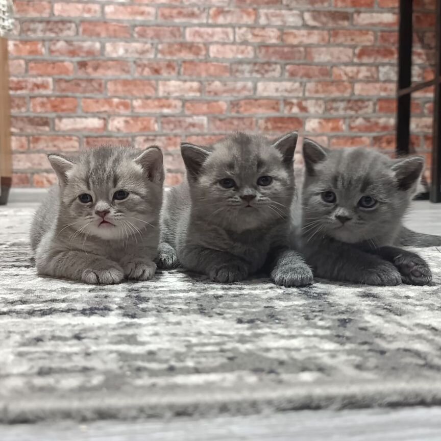 Британский короткошёрстный котёнок