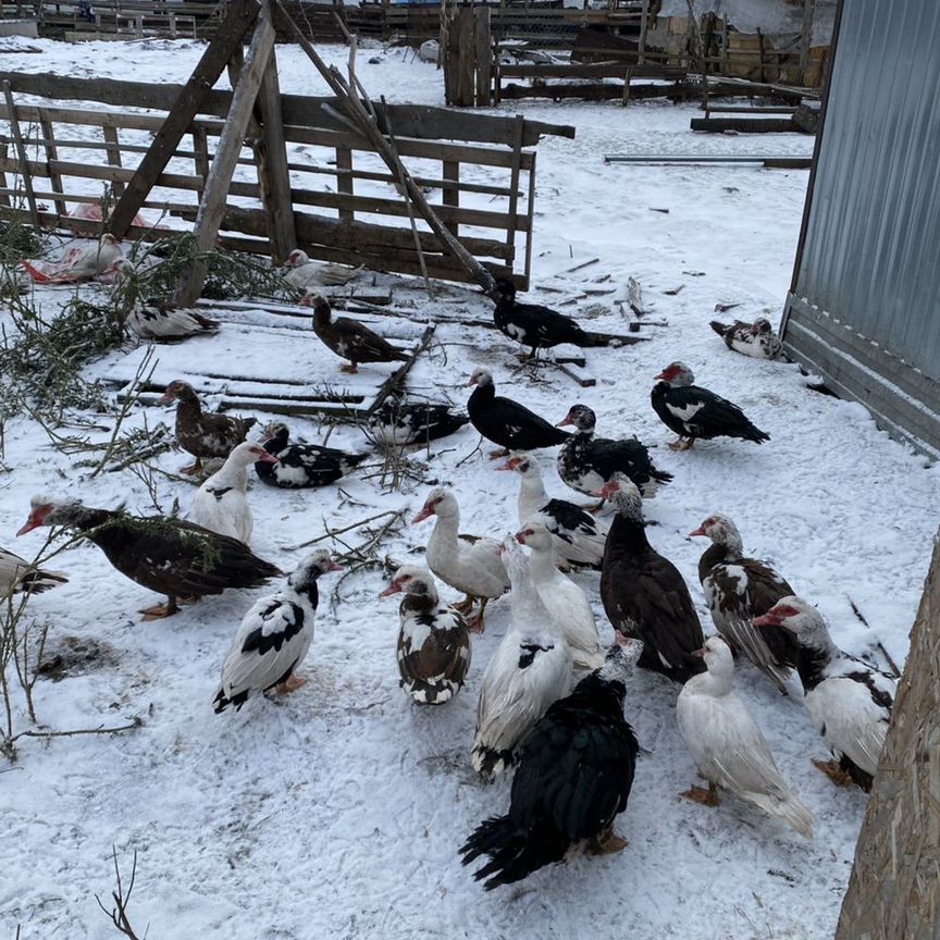 Утки живьем на мясо и племя