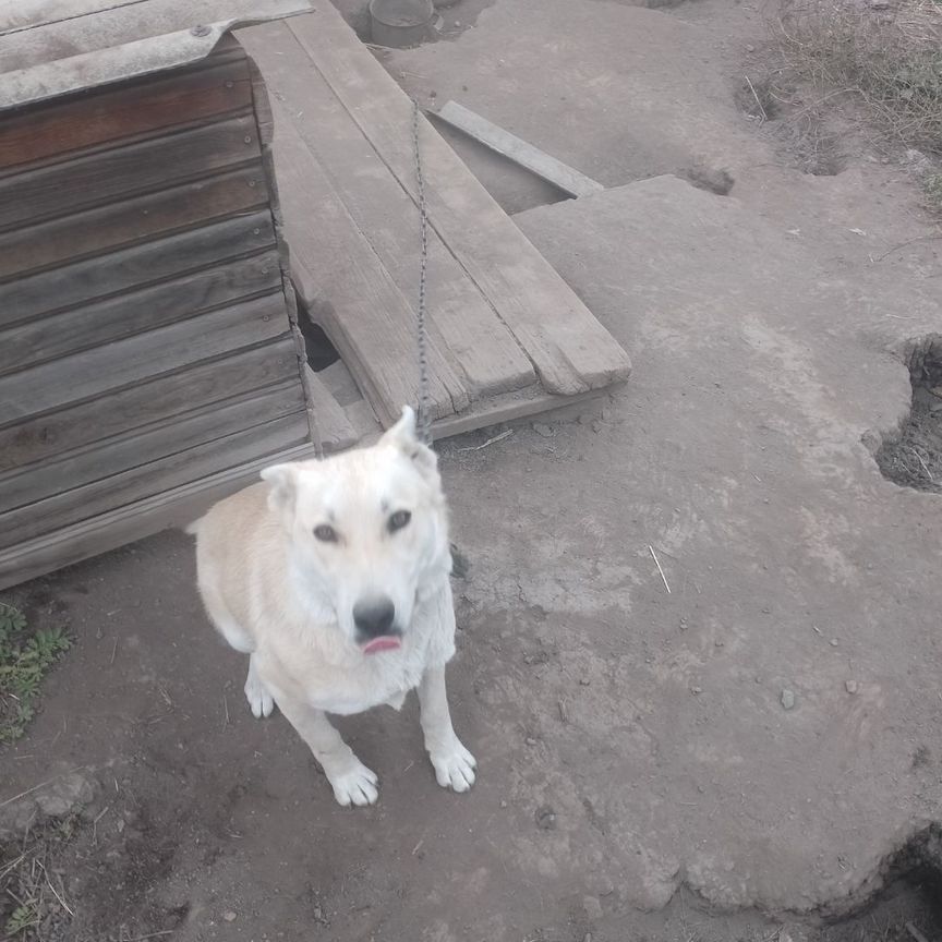 Собака в добрые руки отдам бесплатно