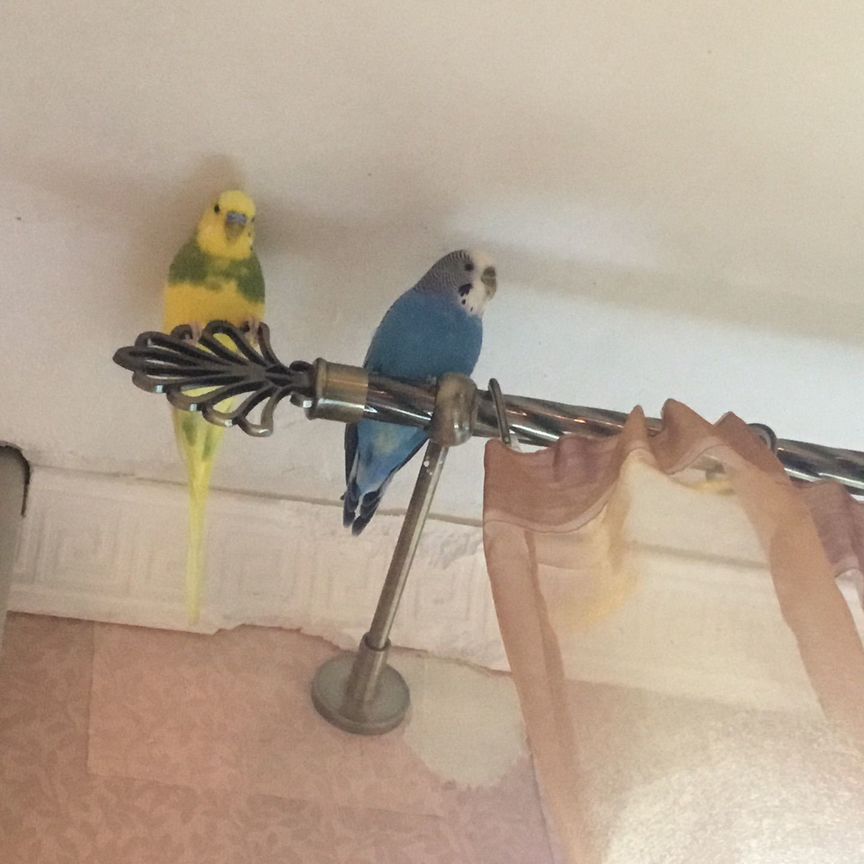 Попугай 2 шт(мальчик и девочка)