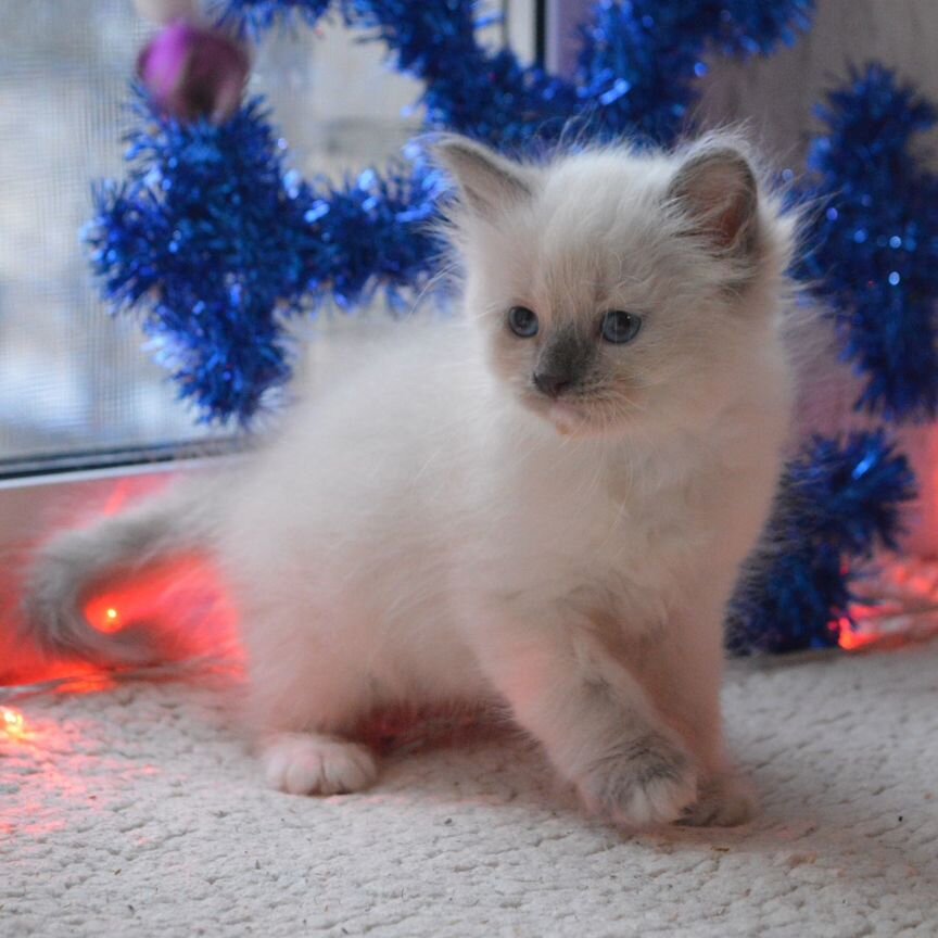 Невский котик