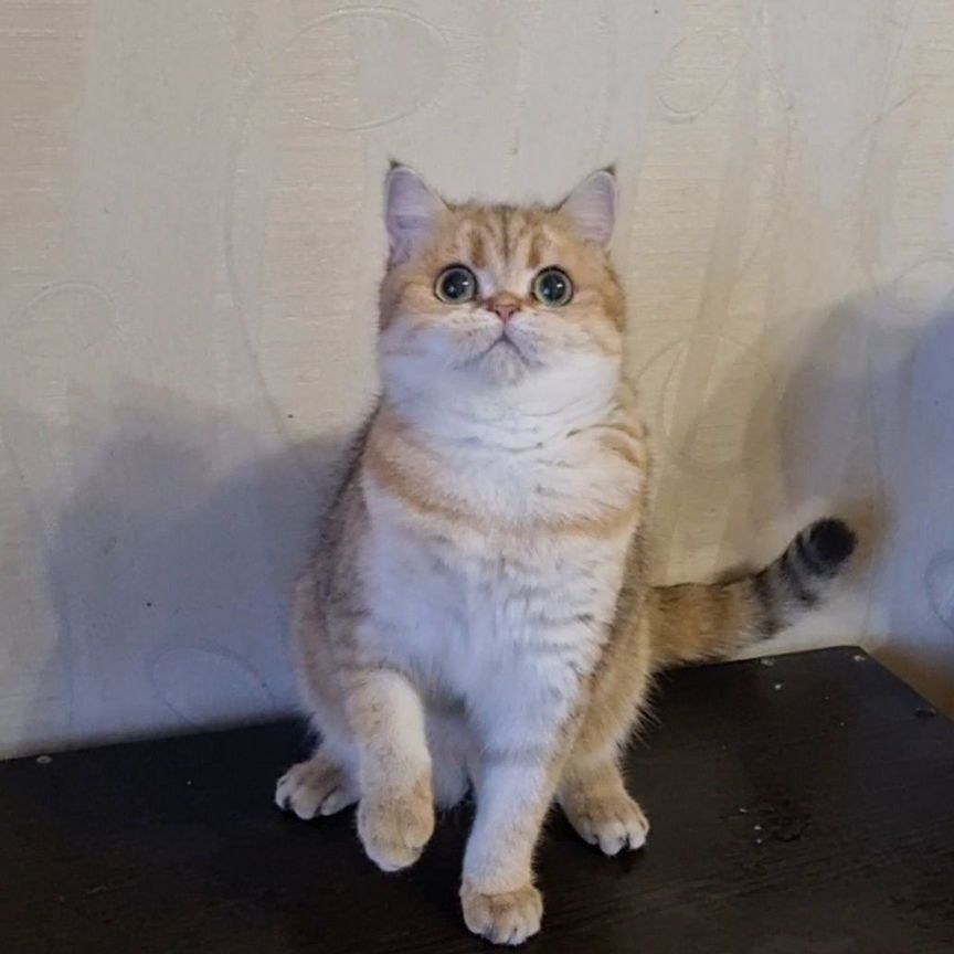 Девочка золотая шиншилла