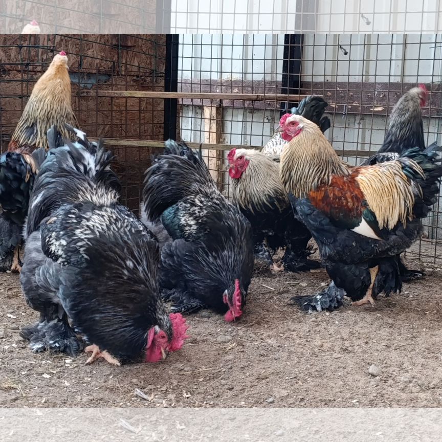 Петухи брама