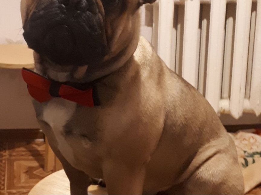 Французский бульдог кобель вязка