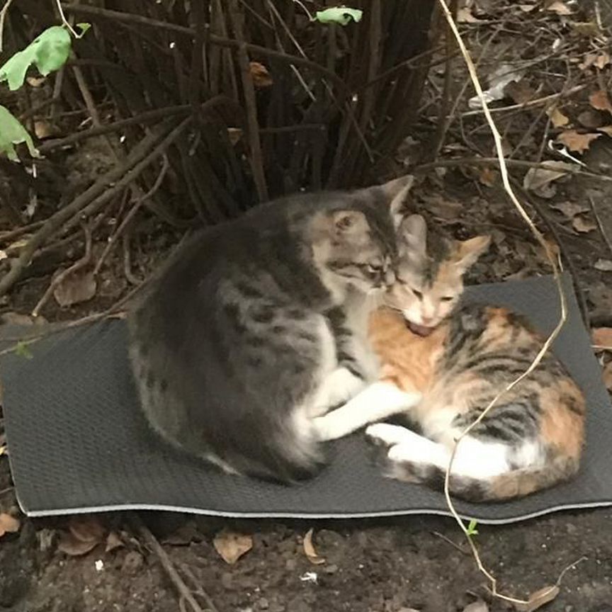 Бездомные котята ищут дом