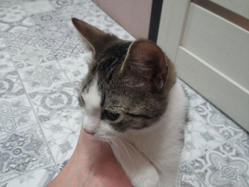 Кошка Ася в добрые руки
