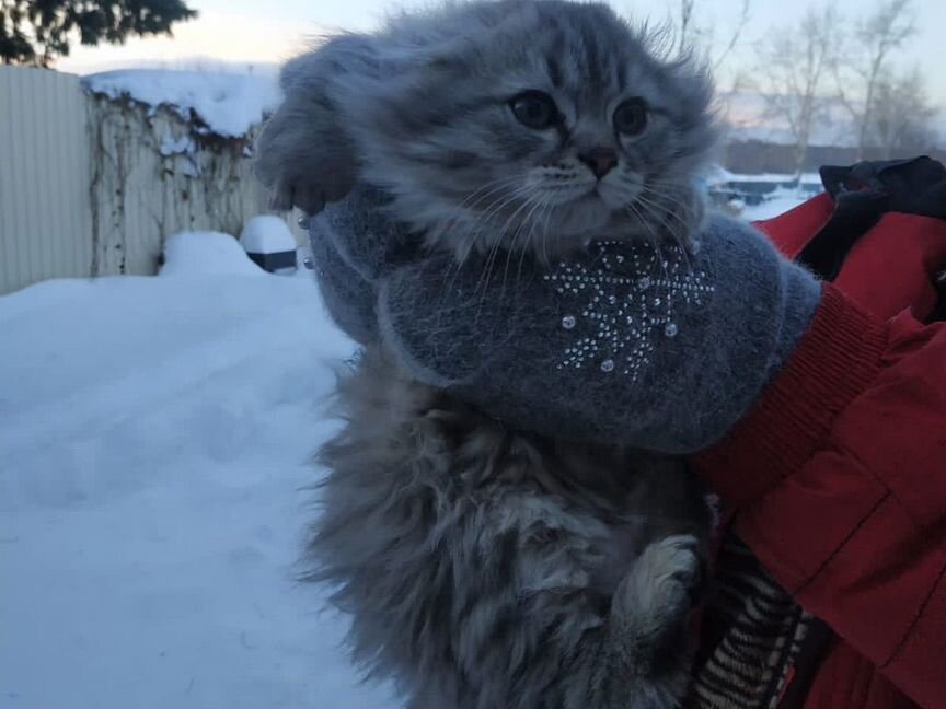 Шотландский вислоухий котенок