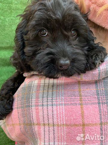 Коко пу идеал