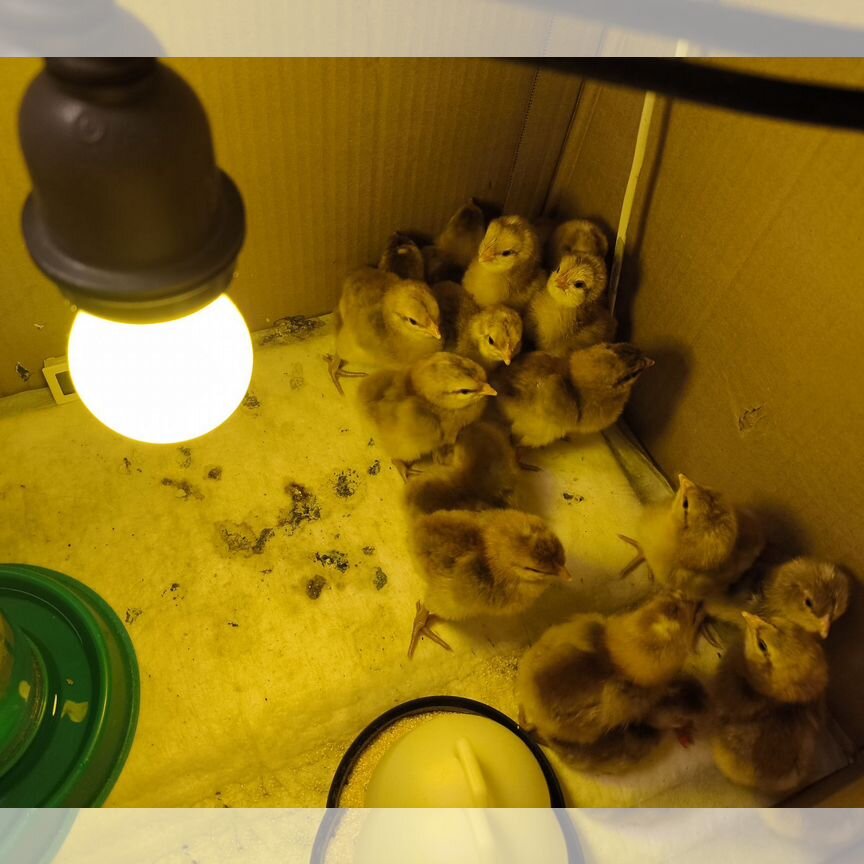 Цыплята петушки Белифельдер суточные