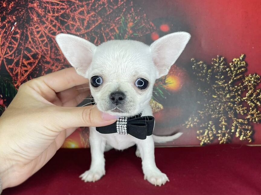 Чихуахуа белый мальчик