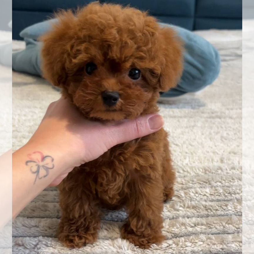 Той-пудель, щенок