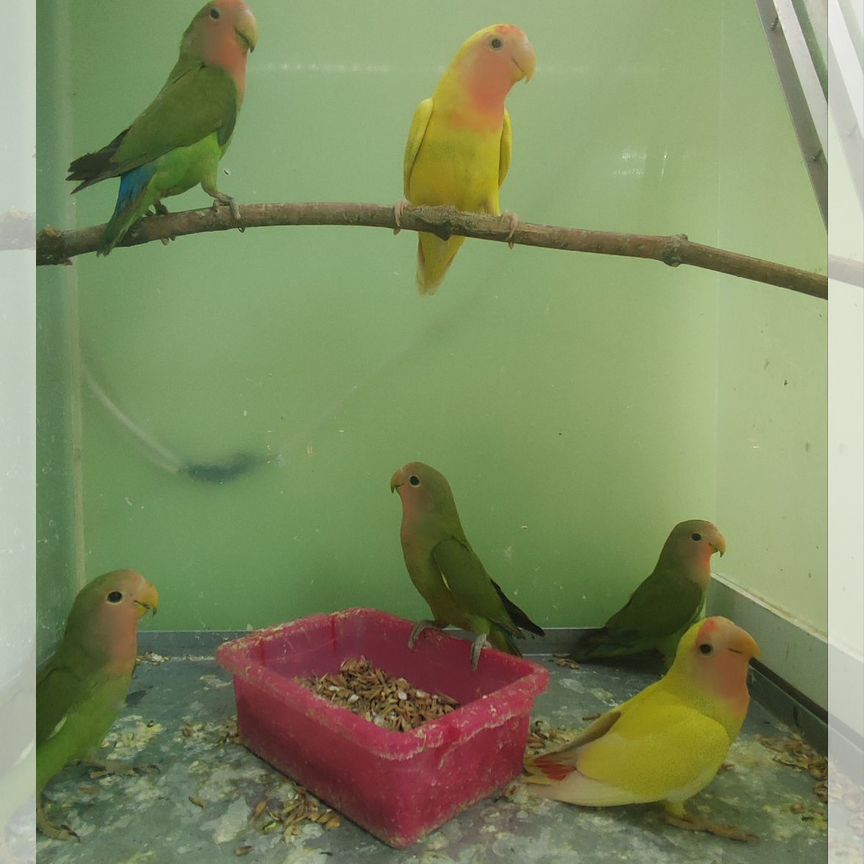 Попугаи разных пород