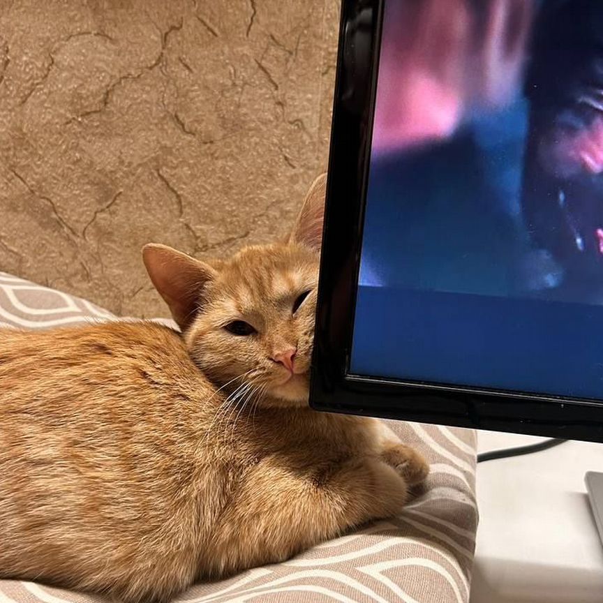 Взрослая кошка в добрые руки