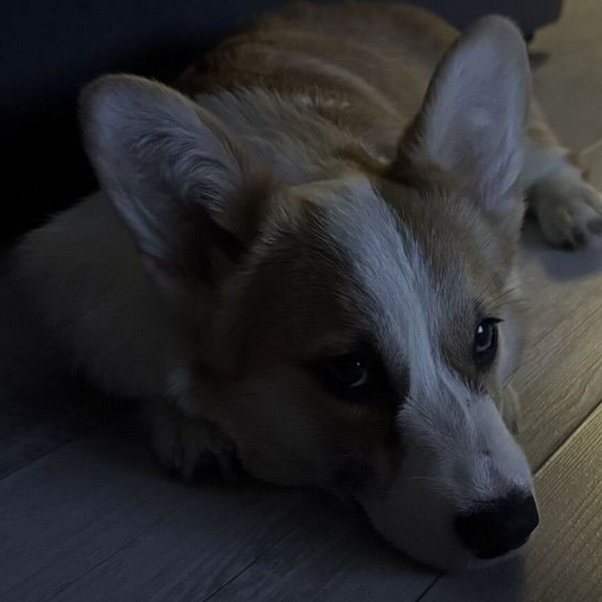 Вельш Корги Пемброк, щенок