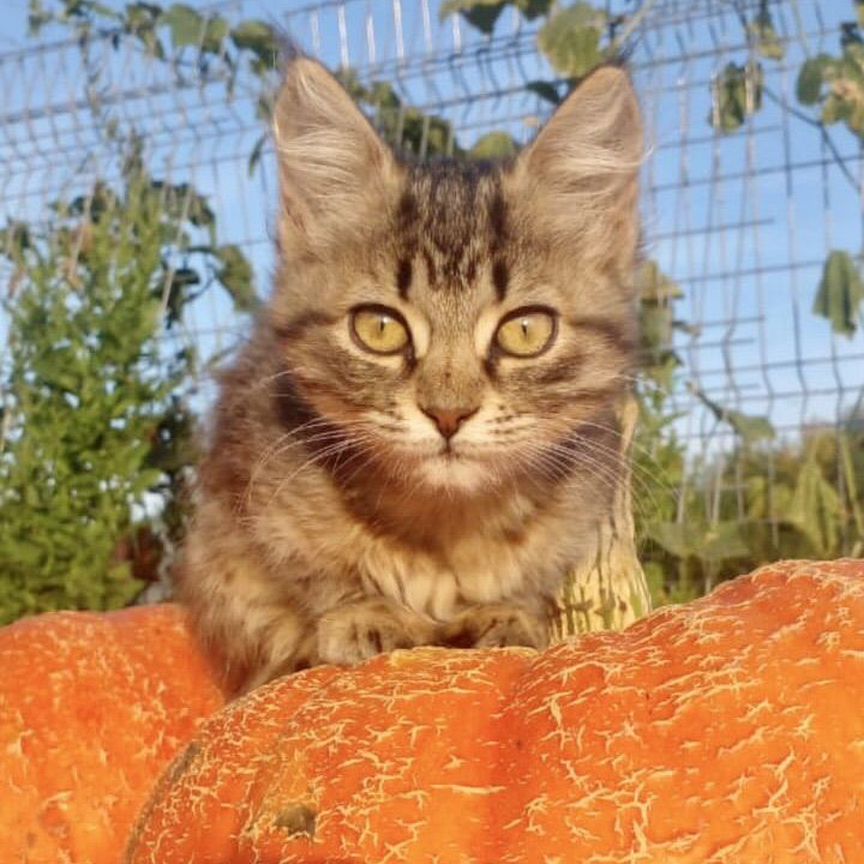 Девчушка и мальчишка с дач ищут хозяев