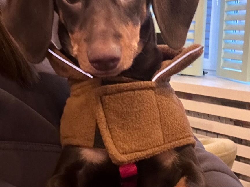 Отдам в добрые руки