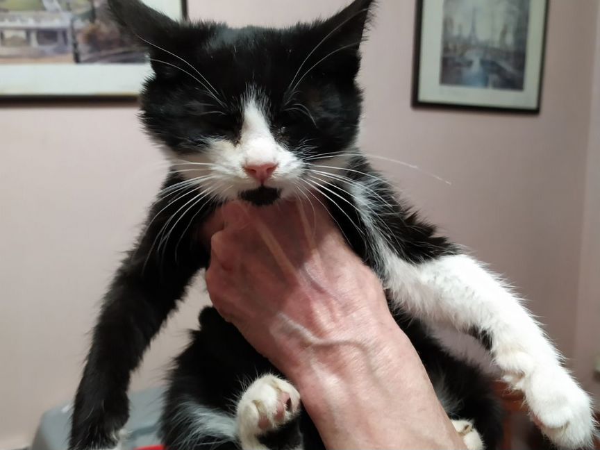 Красавчик Маркиз в хорошие руки