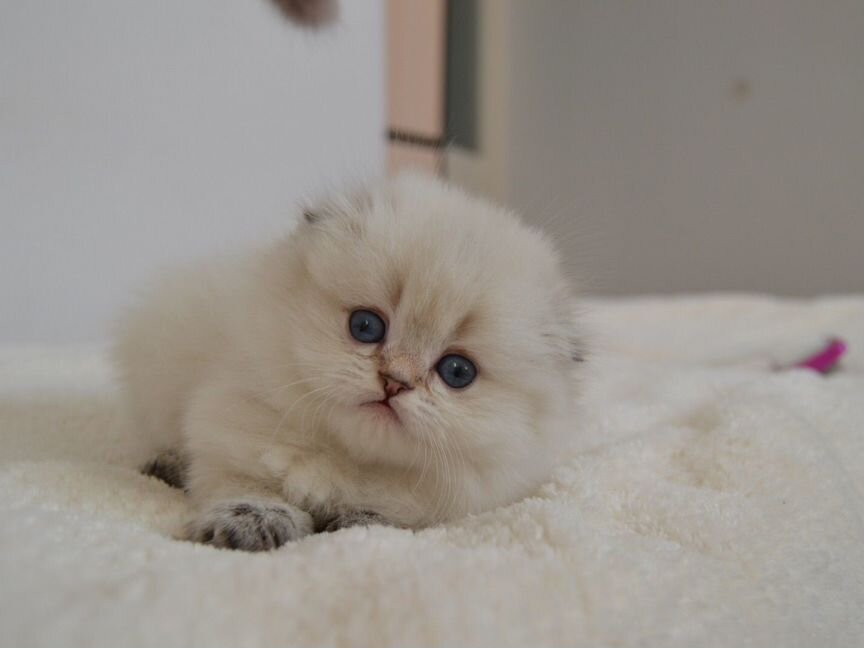 Шотландская красавица