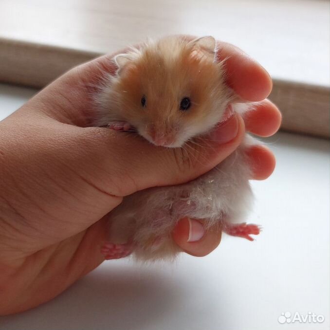 Ангорский хомяк