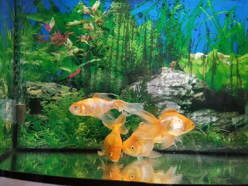 Золотые рыбки и гурами