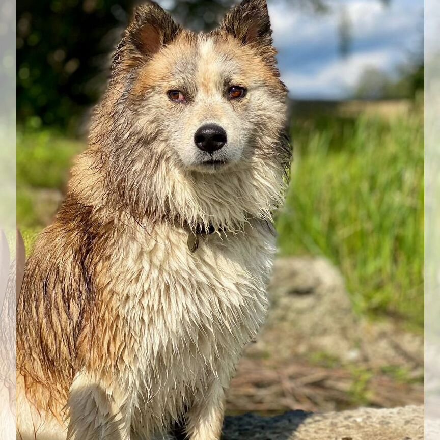 Взрослый пёс в добрые руки