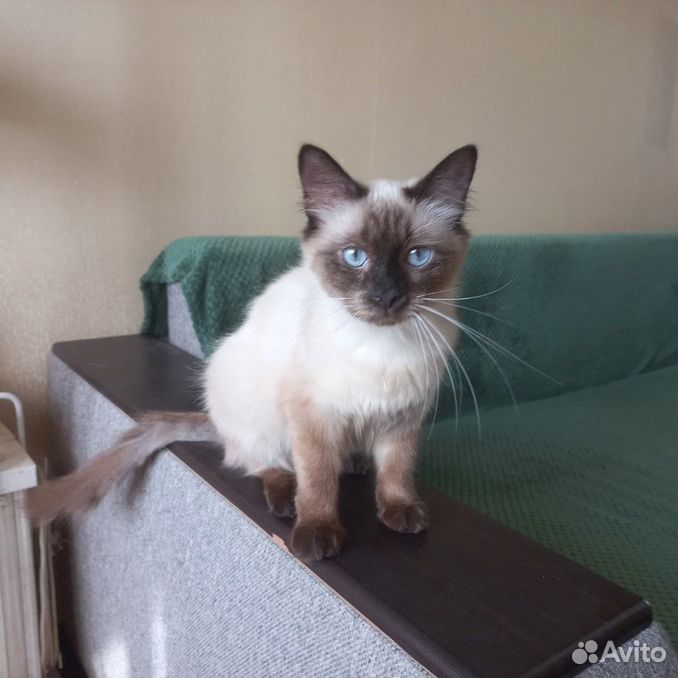 Регина - Девочка безумно трепетная и нежная