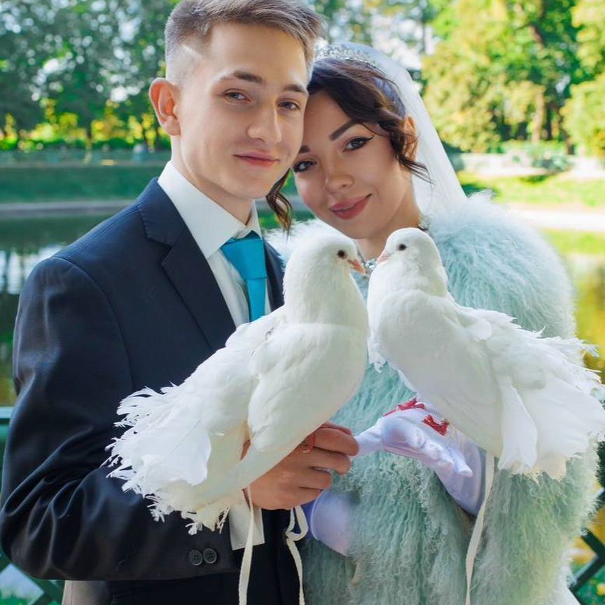 Голуби белые на свадьбу