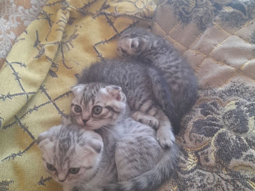 Шотландская вислоухая котята