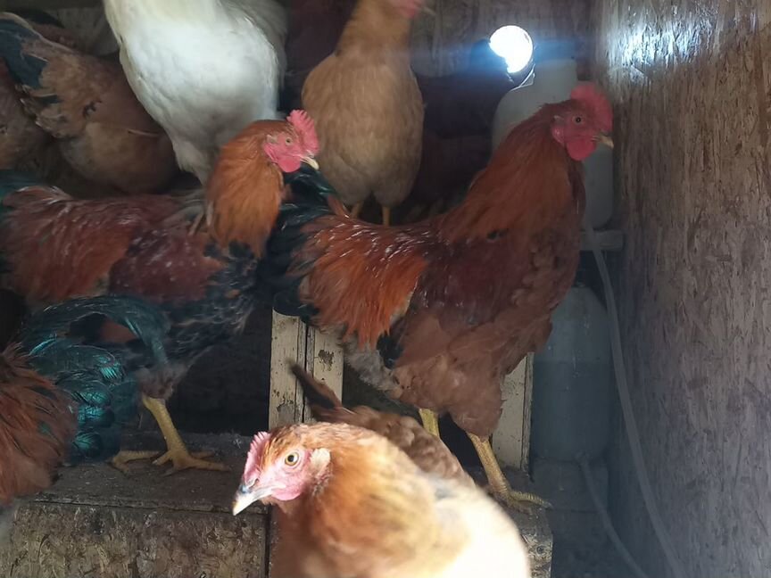 Продам петухов кучинские, юбилейные