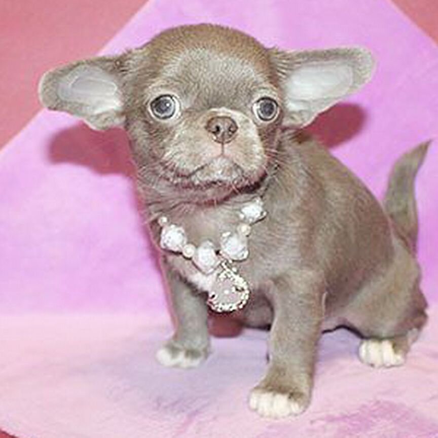 Чихуахуа, щенок