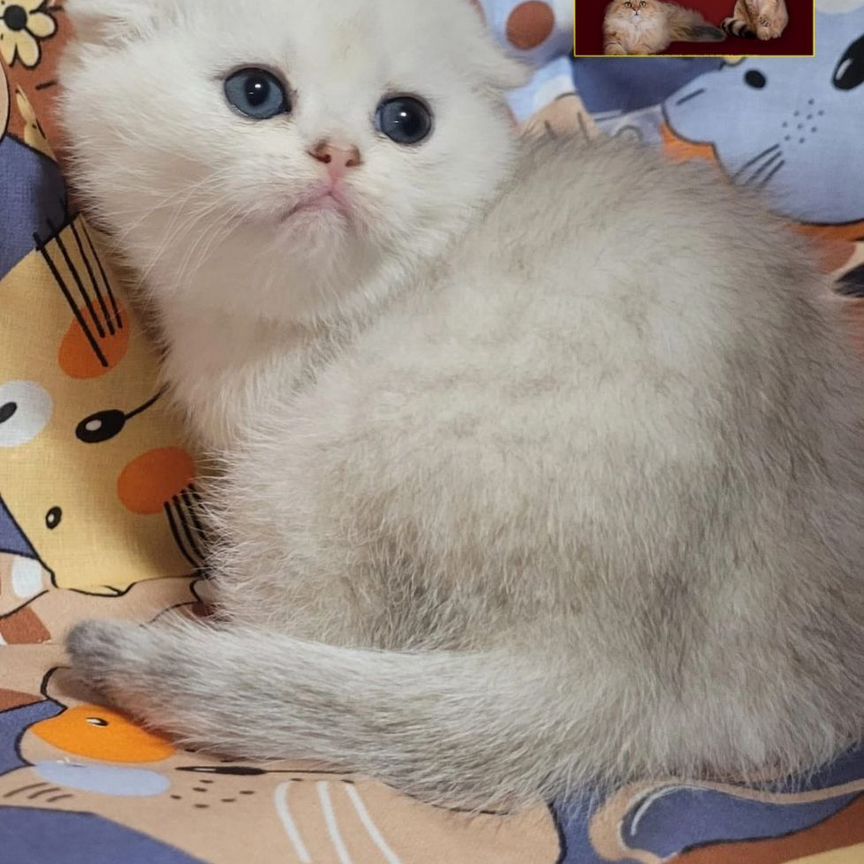 Шотландские дети