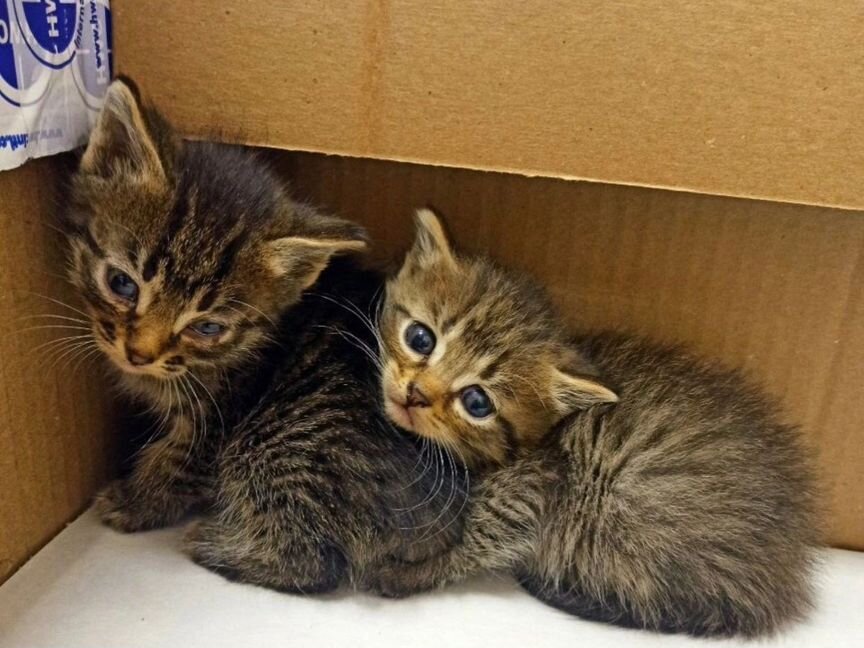 Котята в Добрые семьи