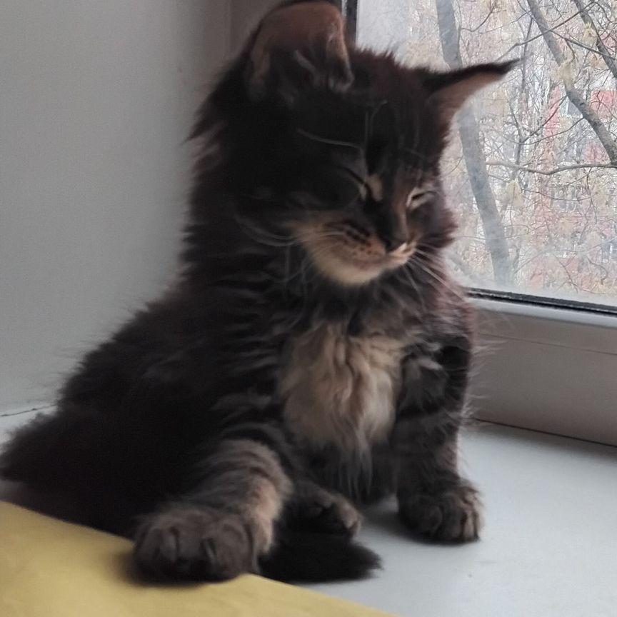 Мейн-кун котёнок