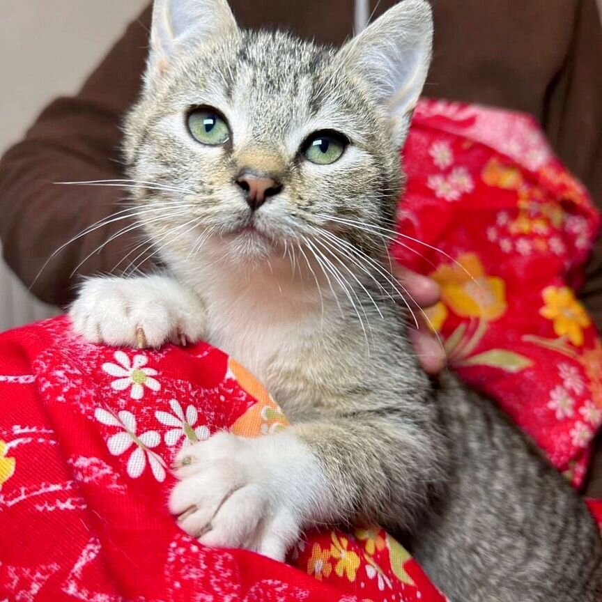 Ласковый котенок Арсений