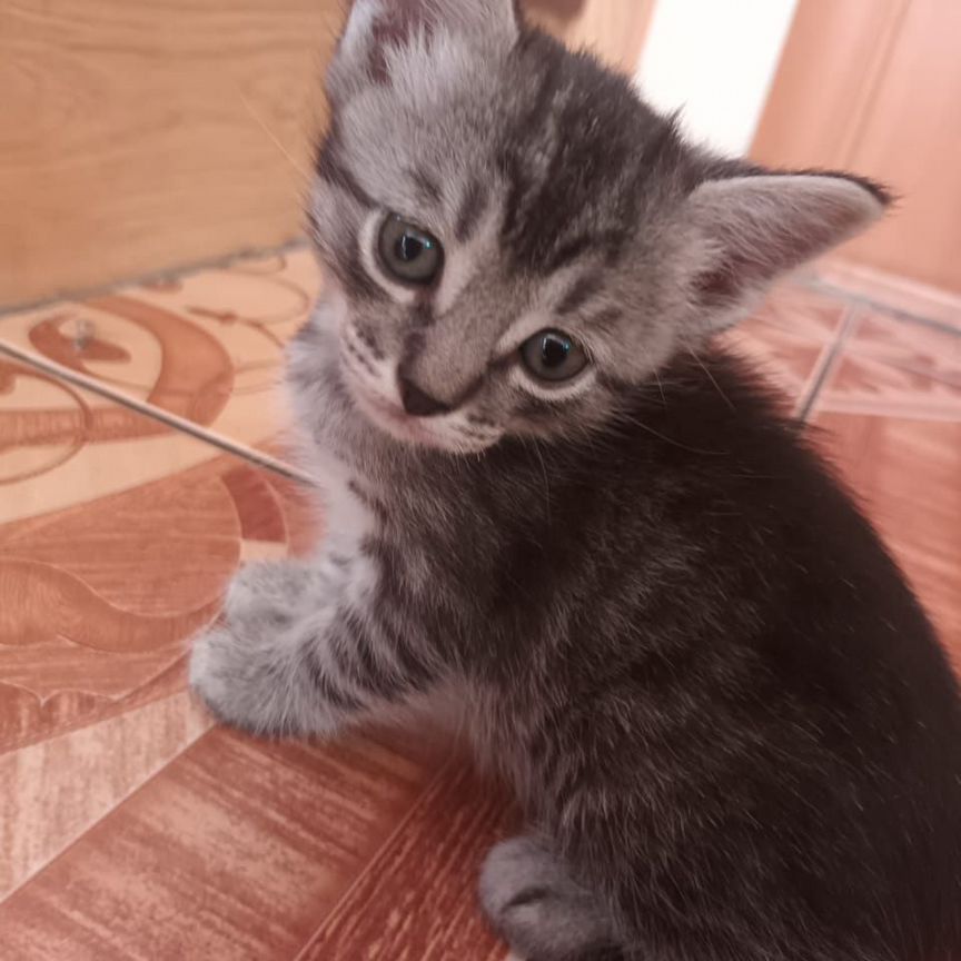 Котята 1 месяц