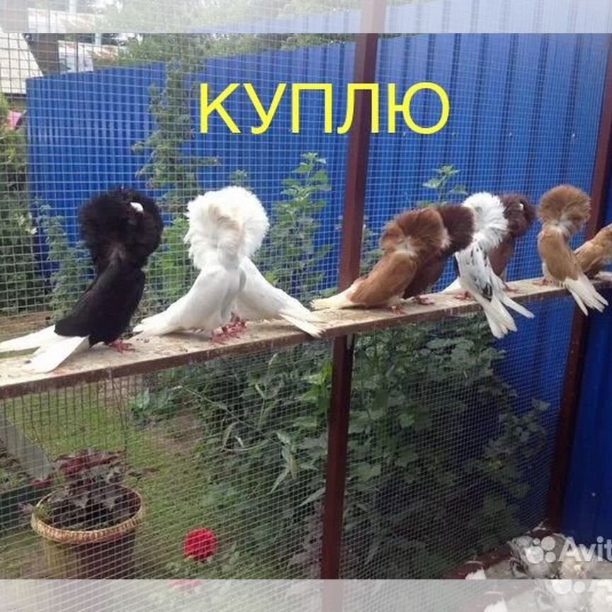 Голуби Якобины