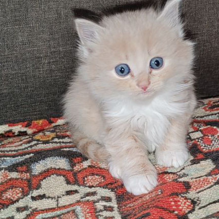 Персидский котёнок