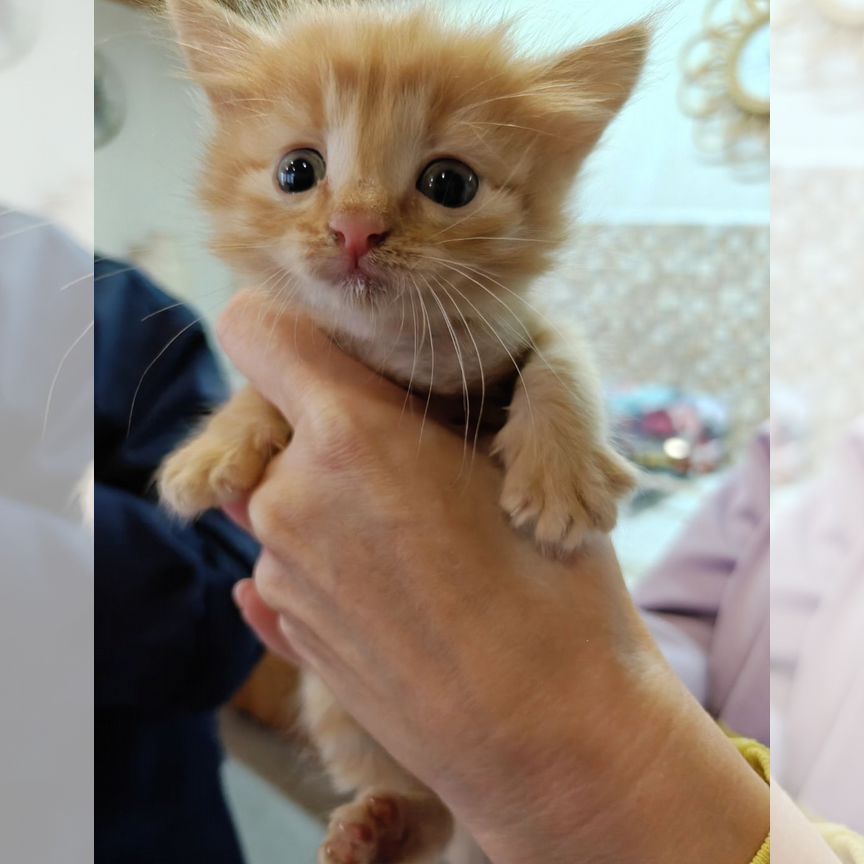 Котёнок в добрые руки