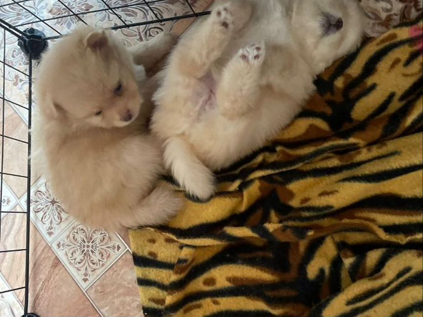 Щенки шпица