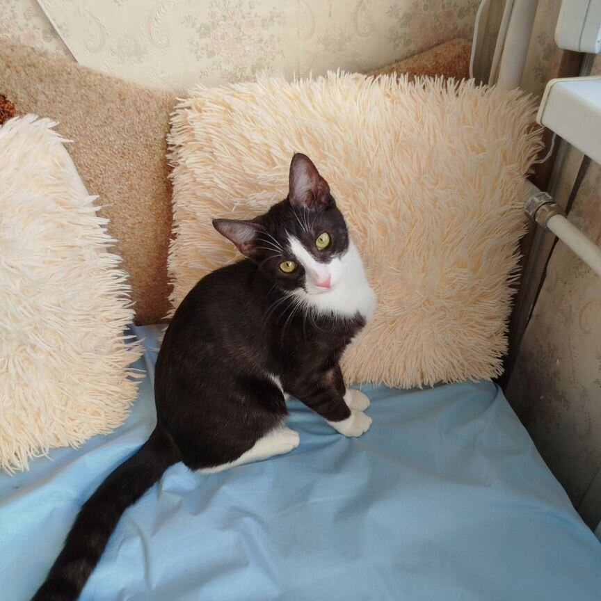 Непоседа Гоша