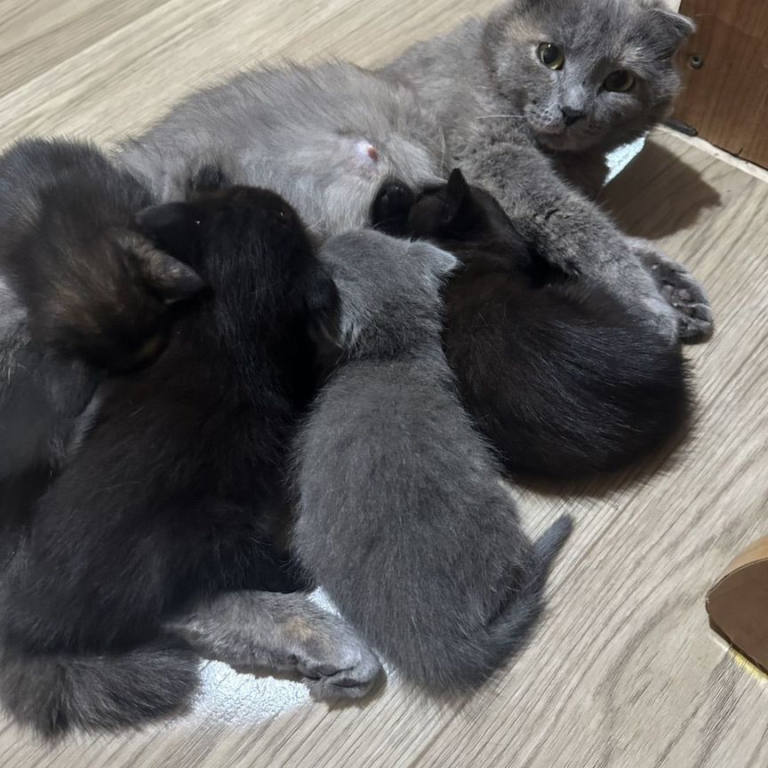 Отдам котят бесплатно в добрые руки