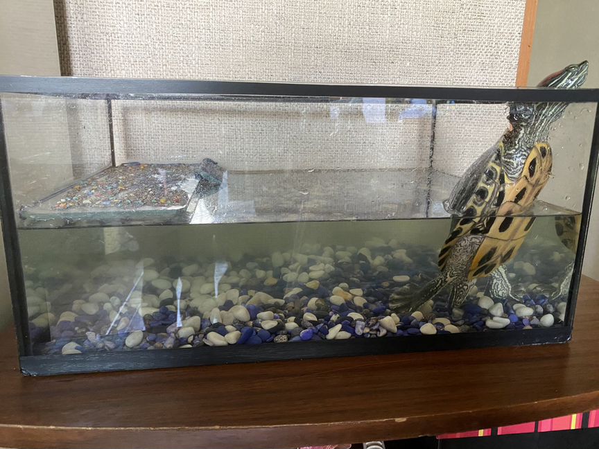Аквариум для черепах