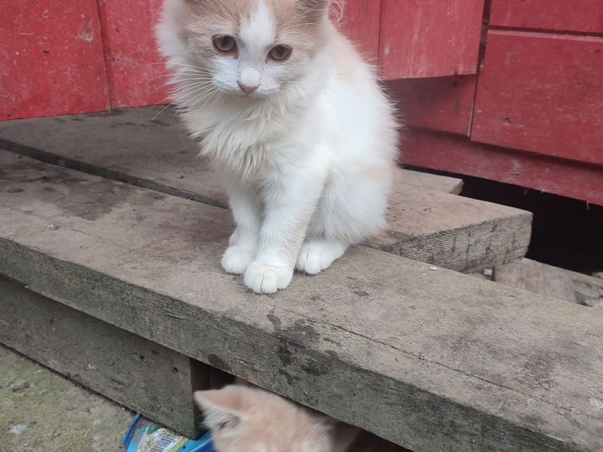 Котята в добрые руки