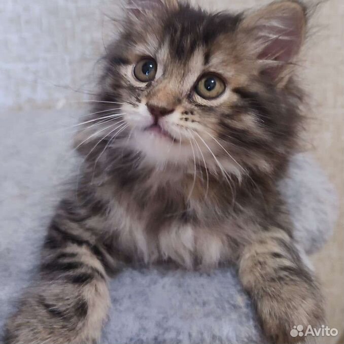 Котенок девочка в дар 1 мес