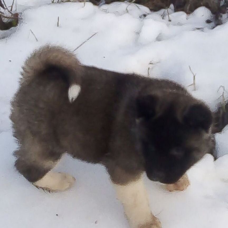 Шикарная девчуля