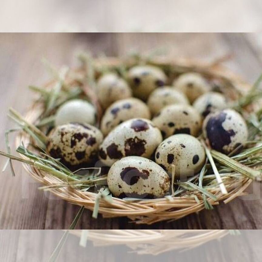 Перепела несушки